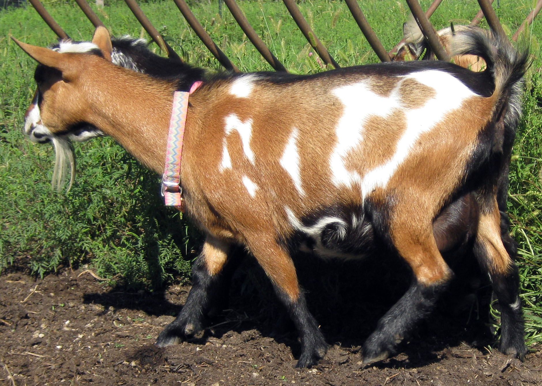 Registered Nigerian Dwarf Goats - Does